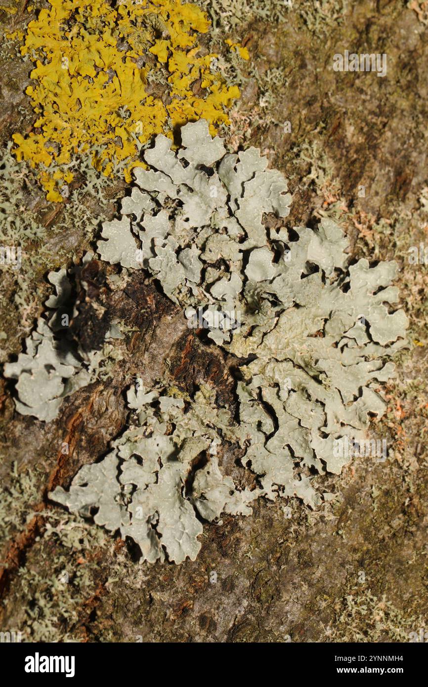 shield lichen (Parmelia sulcata Stock Photo - Alamy