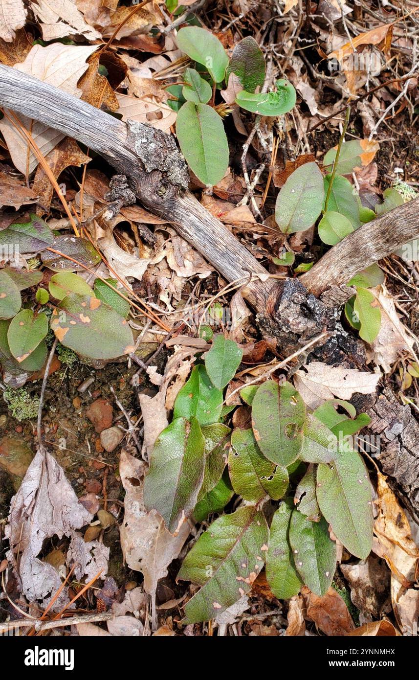 trailing arbutus (Epigaea repens Stock Photo - Alamy