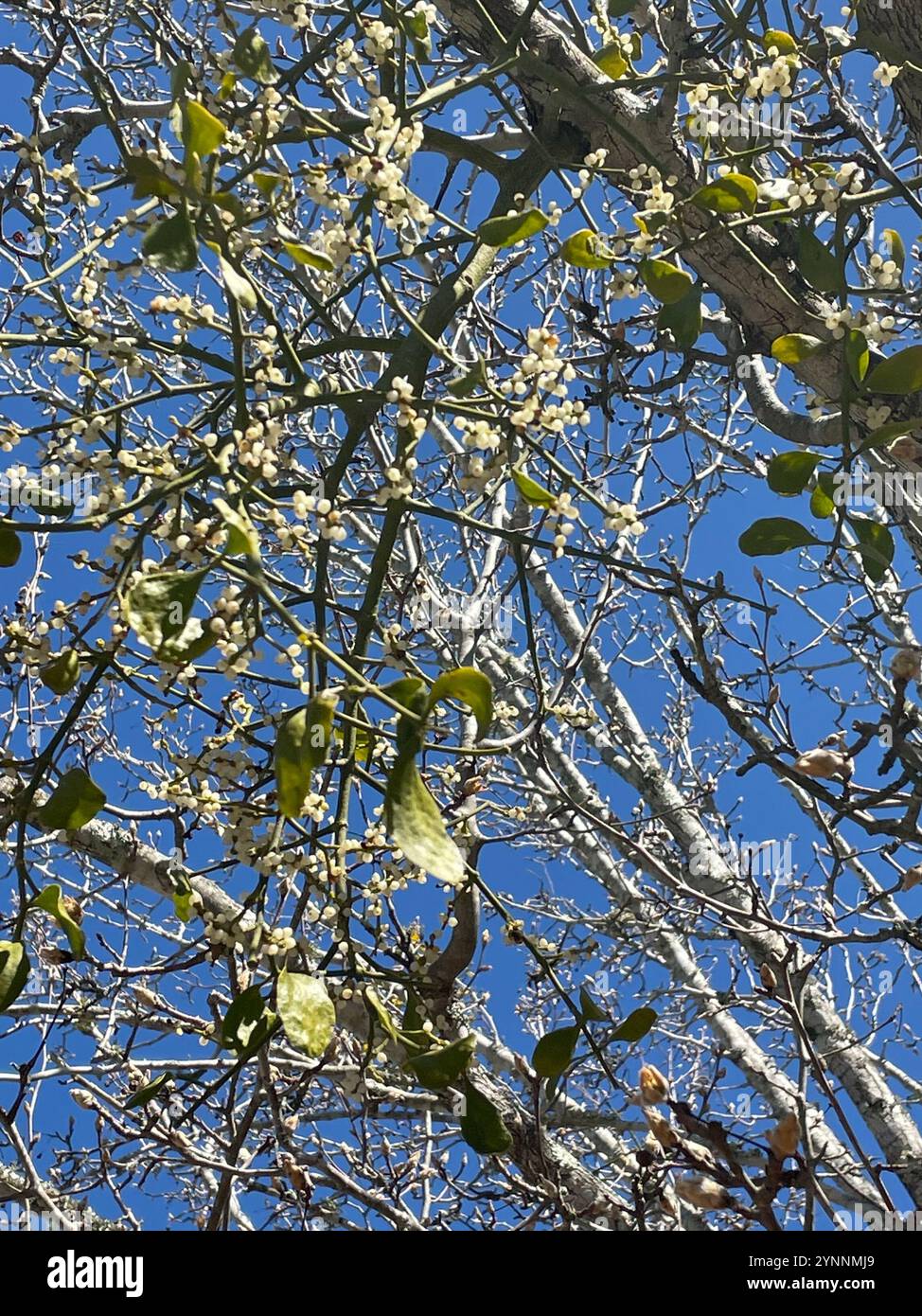 American Mistletoe (Phoradendron leucarpum Stock Photo - Alamy
