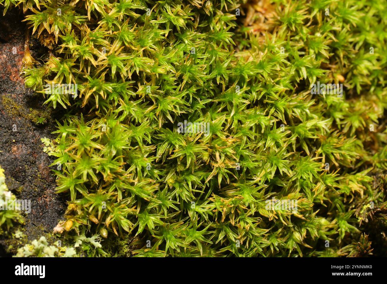 Wood Bristle-moss (Lewinskya affinis Stock Photo - Alamy