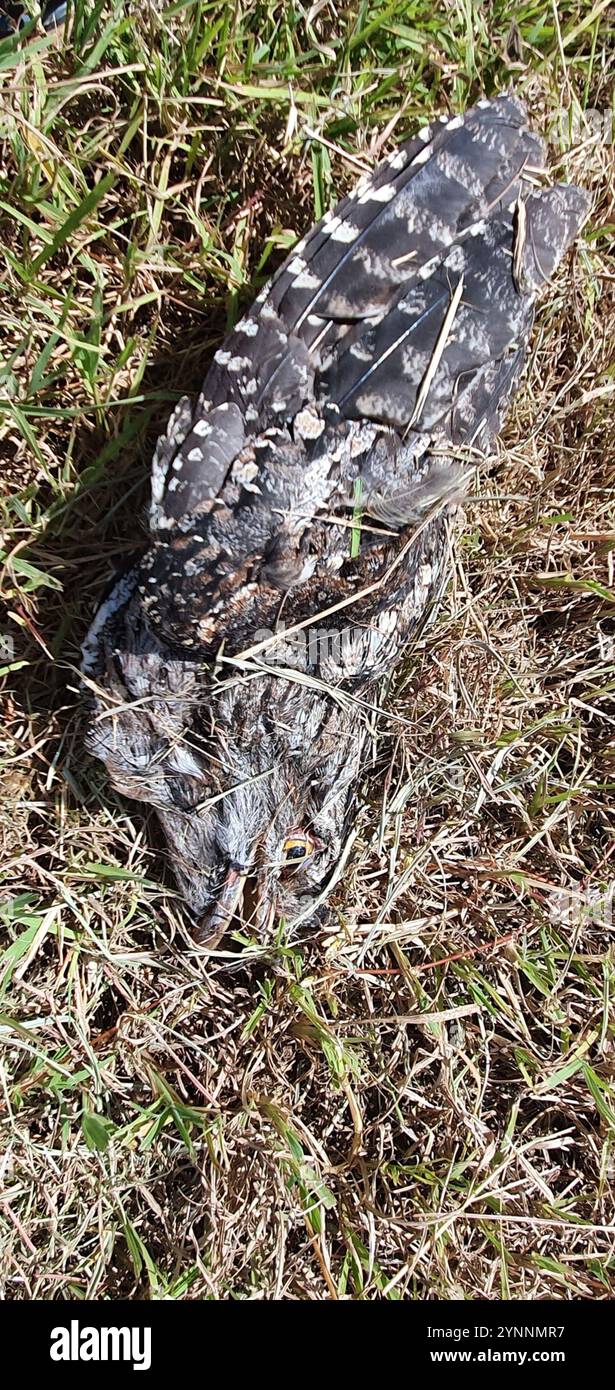 Tawny Frogmouth (Podargus strigoides Stock Photo - Alamy