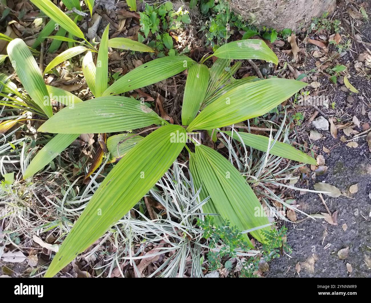 Palmgrass (Setaria palmifolia Stock Photo - Alamy