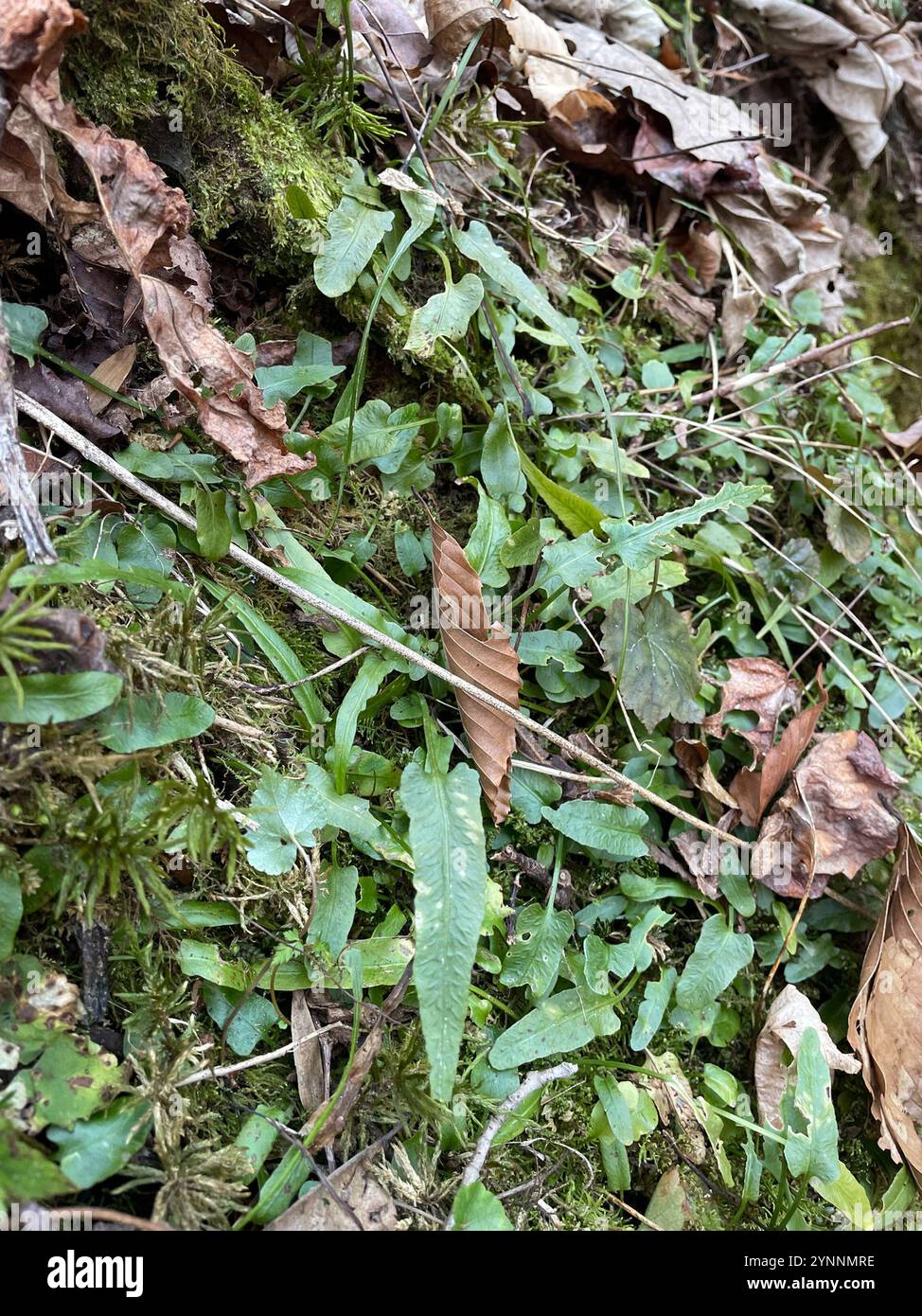 walking fern (Asplenium rhizophyllum Stock Photo - Alamy