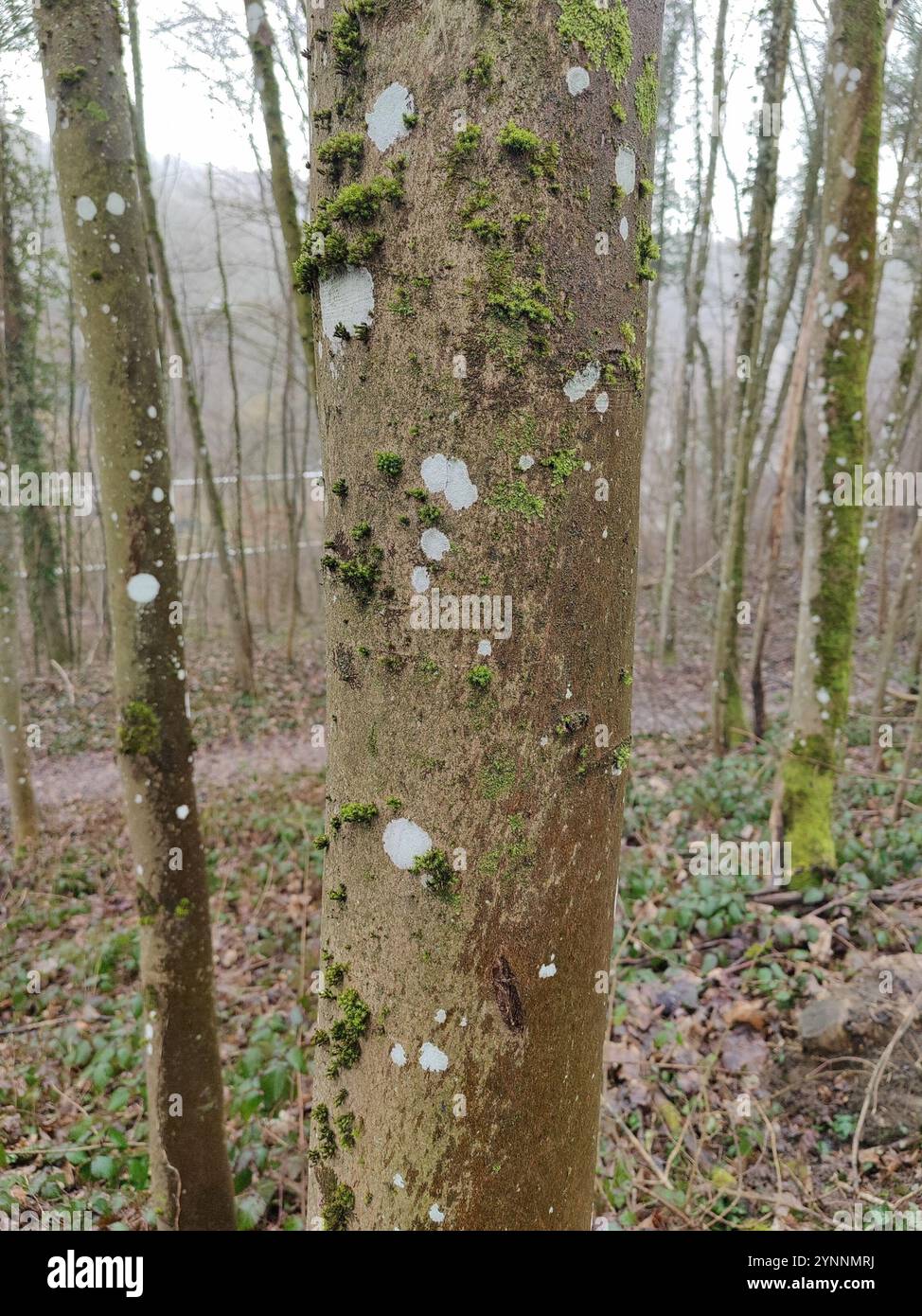 Whitewash Lichen (Phlyctis argena Stock Photo - Alamy