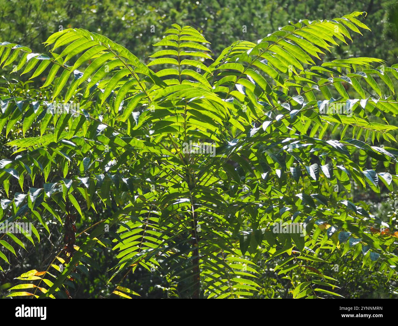 Japanese Prickly Ash (Zanthoxylum ailanthoides Stock Photo - Alamy