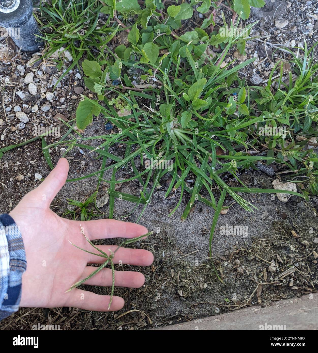 Goose Grass (Eleusine indica Stock Photo - Alamy