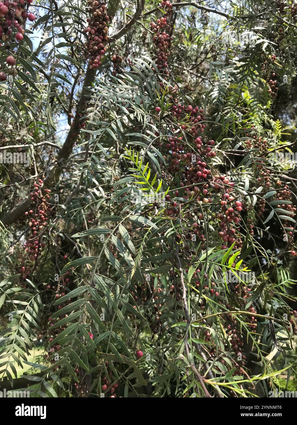 Peruvian Pepper Tree (Schinus molle Stock Photo - Alamy
