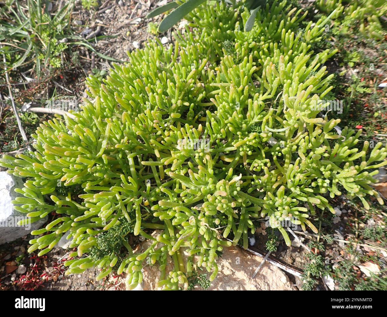 Slender Iceplant (Mesembryanthemum nodiflorum Stock Photo - Alamy