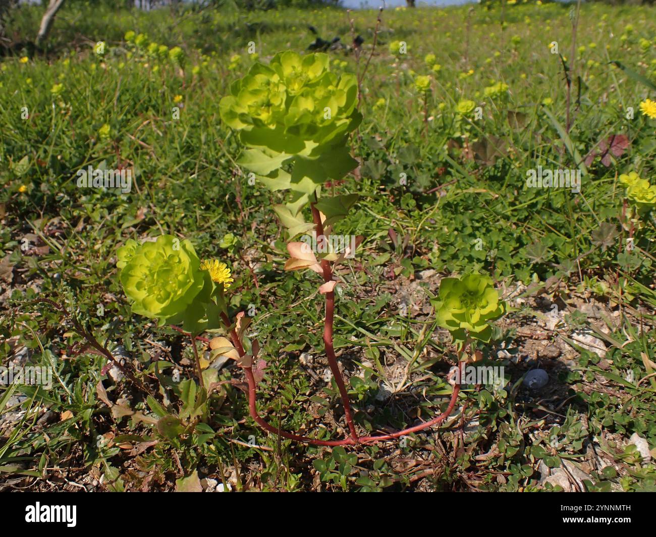 Sun spurge (Euphorbia helioscopia Stock Photo - Alamy