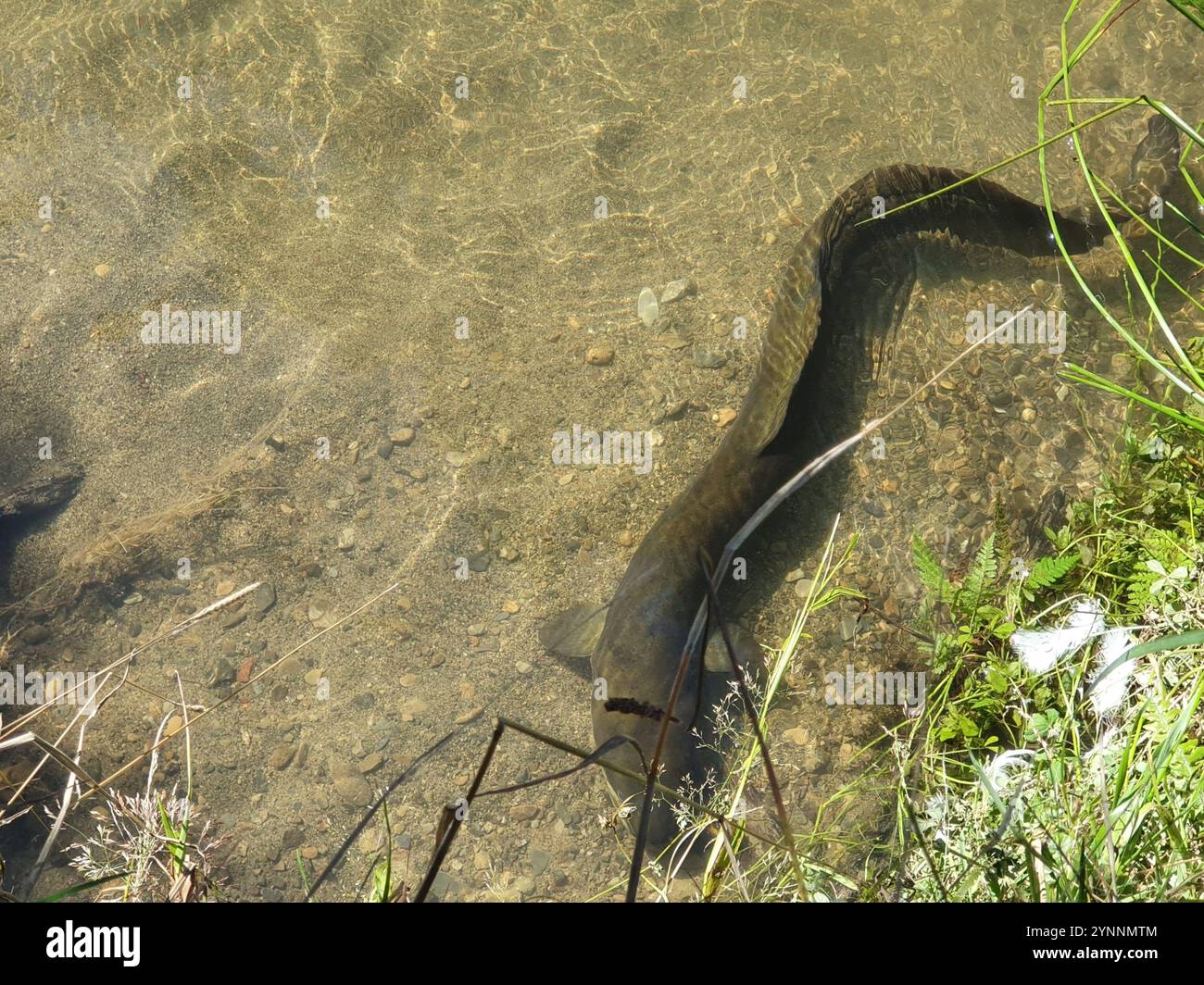 New Zealand Longfin Eel (Anguilla dieffenbachii Stock Photo - Alamy
