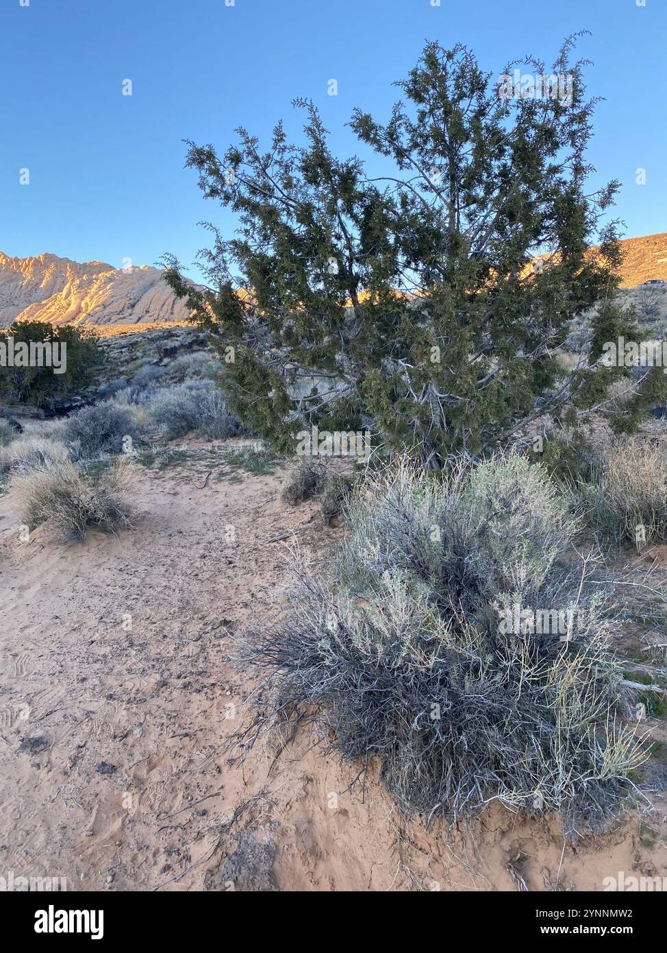 Utah Juniper (Juniperus osteosperma Stock Photo - Alamy