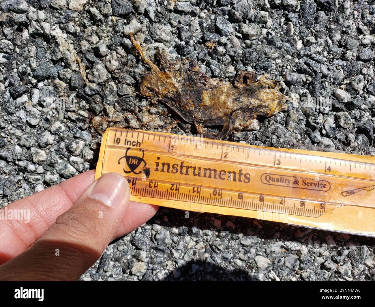 Pacific Newts (Taricha Stock Photo - Alamy