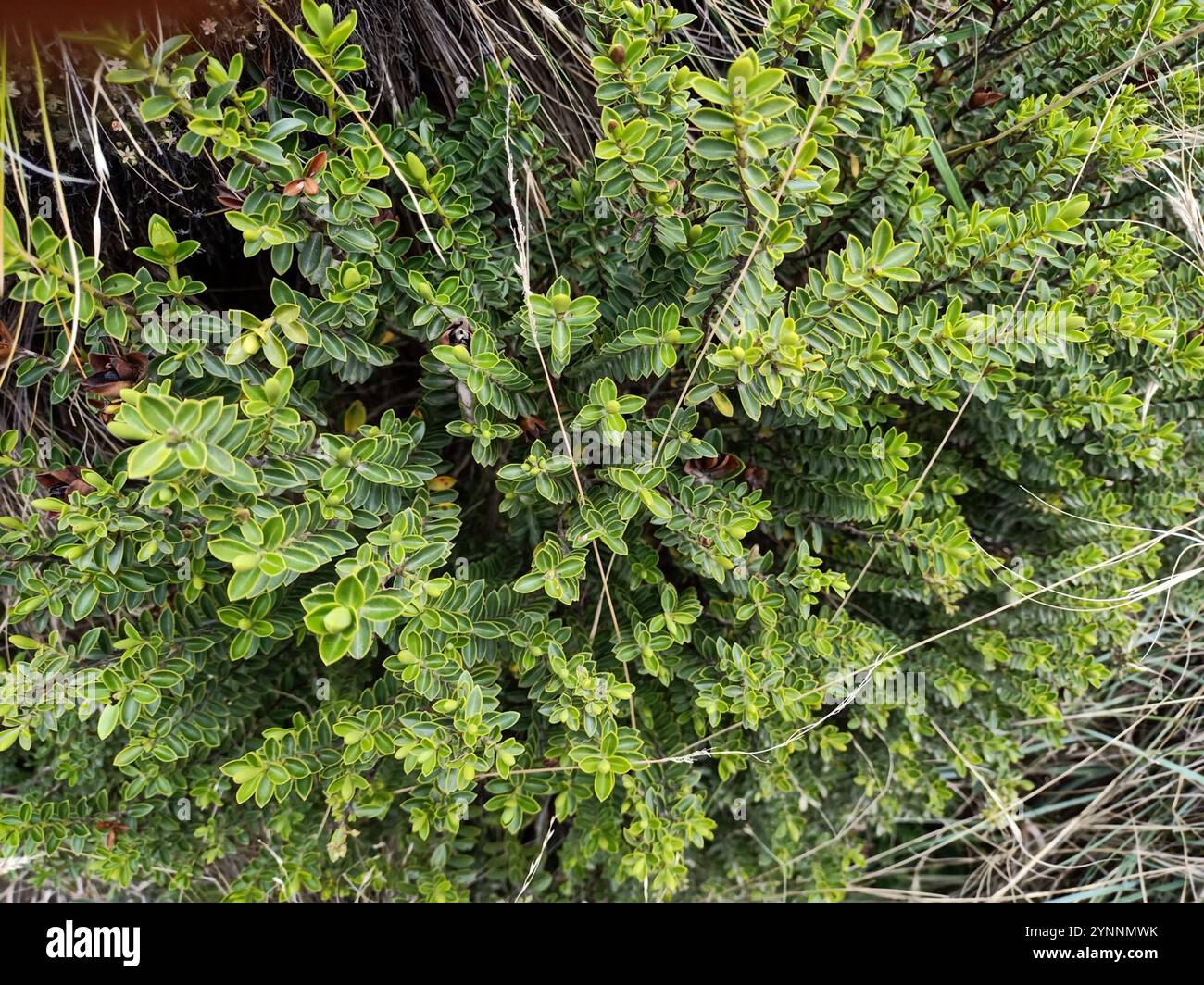 Boxleaf Hebe (Veronica odora Stock Photo - Alamy