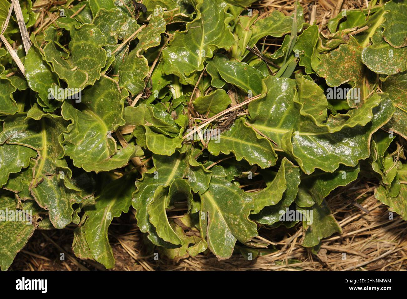 sea beet (Beta vulgaris maritima Stock Photo - Alamy
