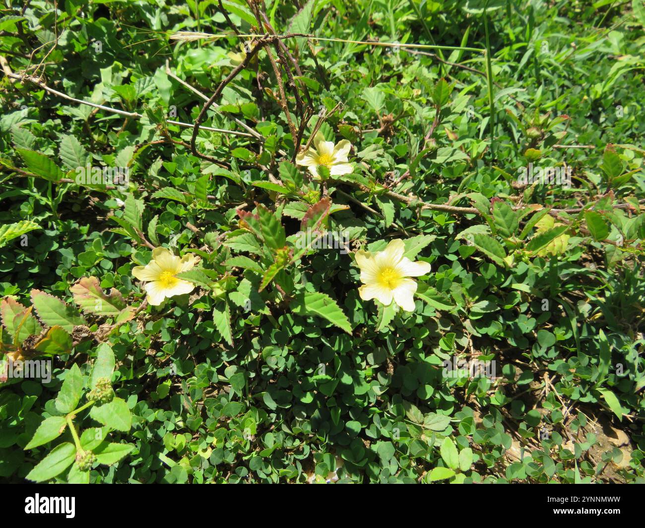 Common Fanpetals (Sida ulmifolia Stock Photo - Alamy