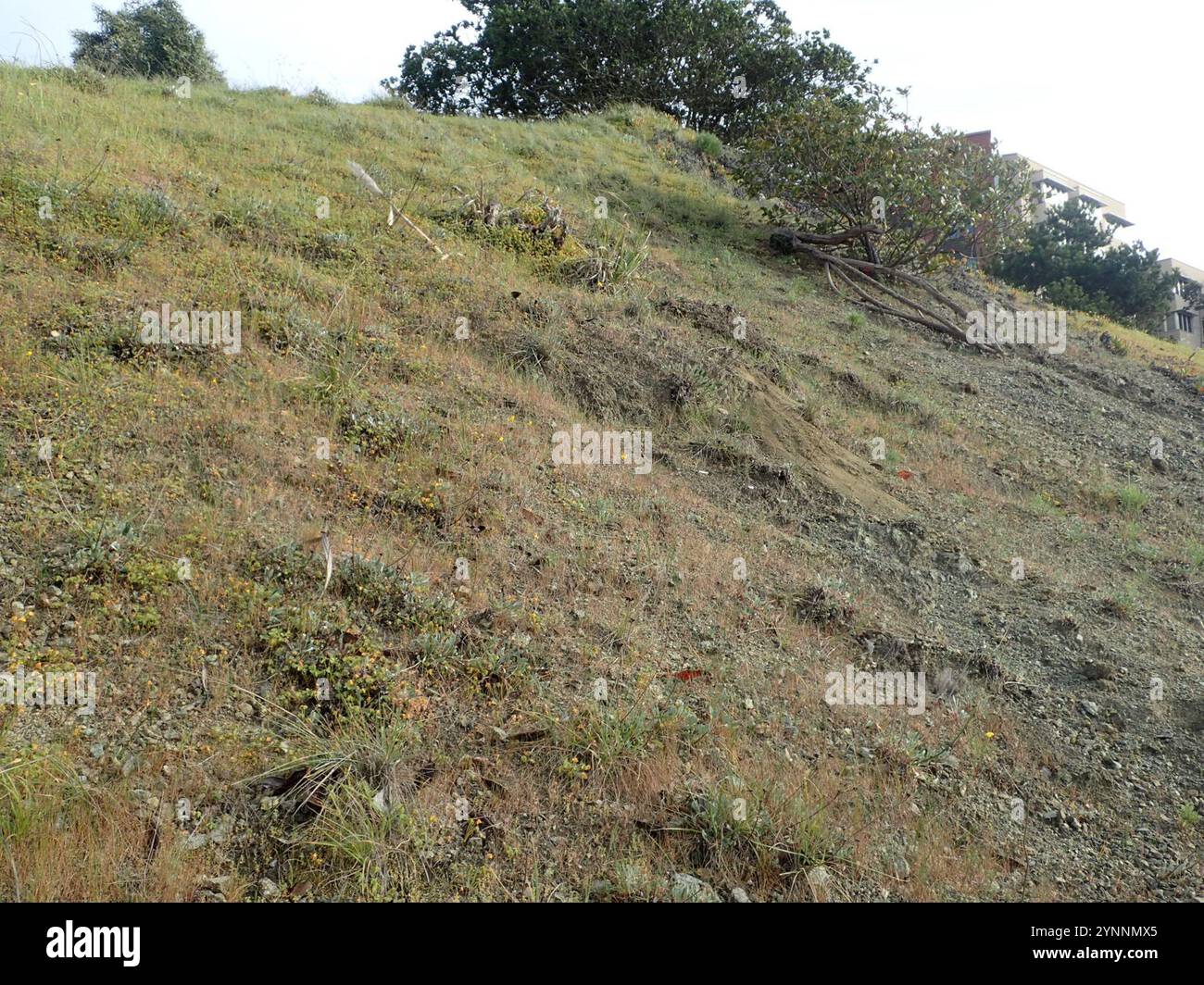 california goldfields (Lasthenia californica californica Stock Photo ...