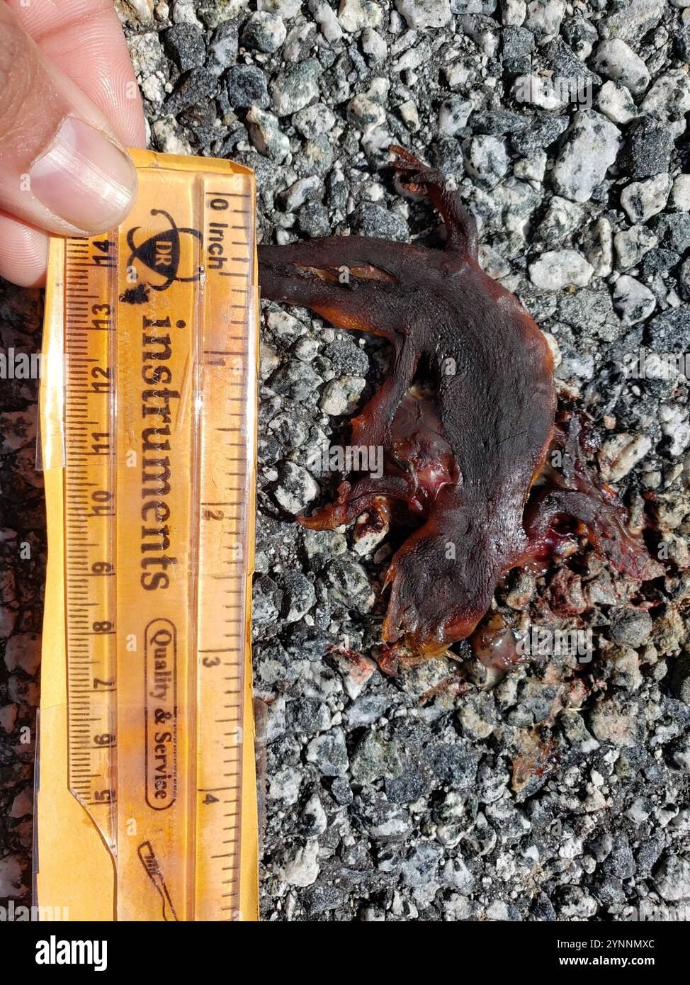 Pacific Newts (Taricha Stock Photo - Alamy