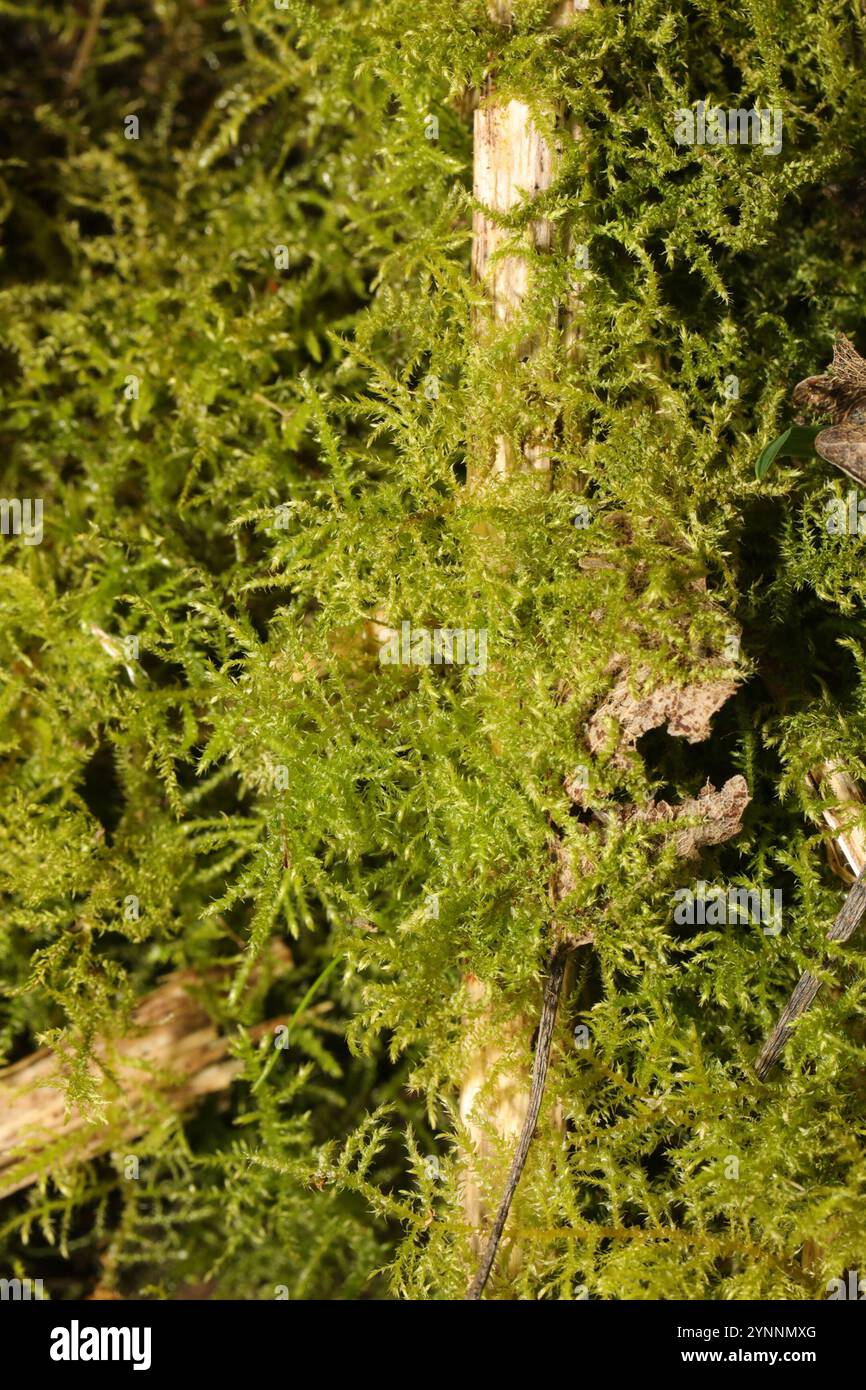 Common Feather-moss (Kindbergia praelonga Stock Photo - Alamy