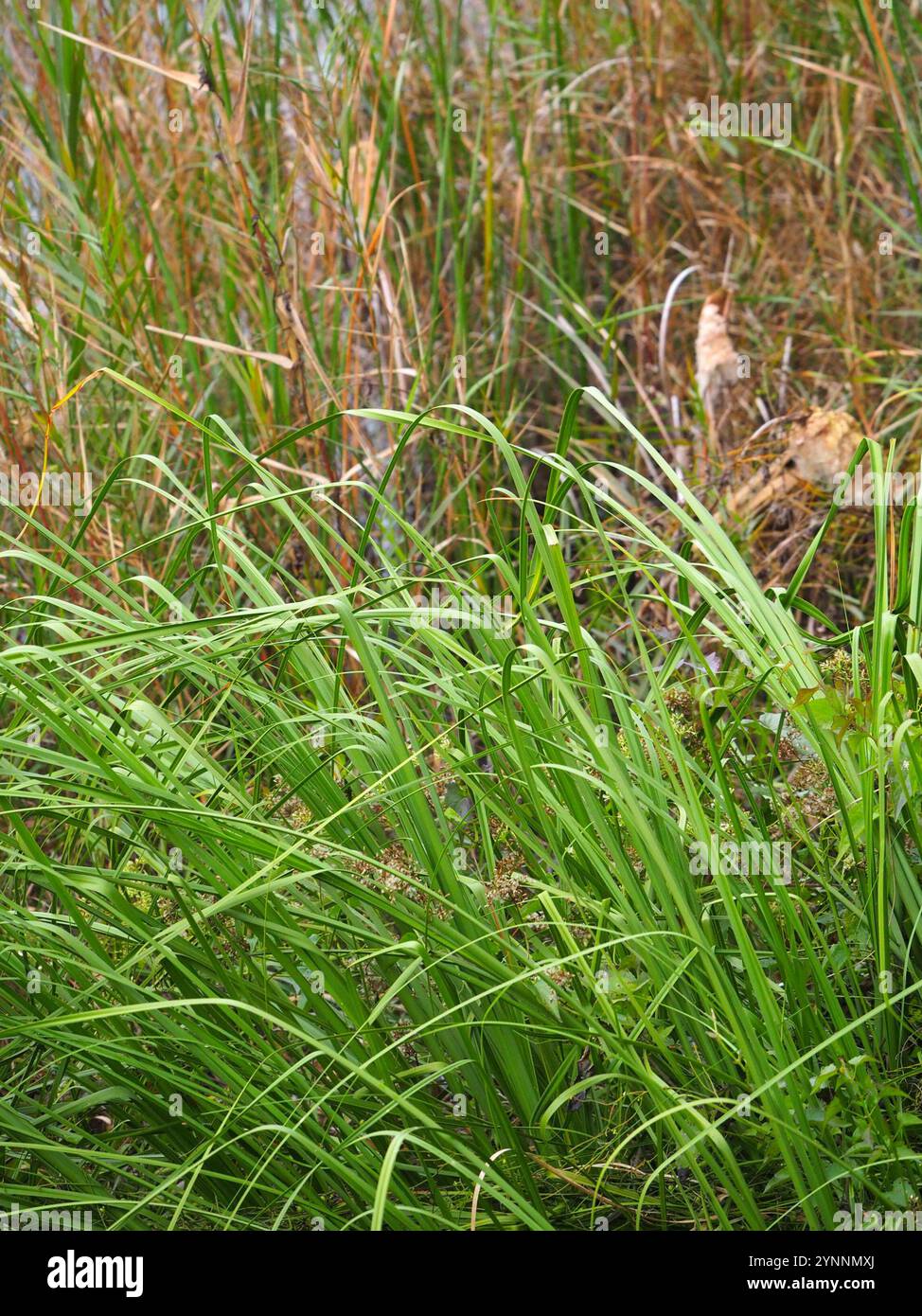 Swamp Sawgrass (Cladium mariscus Stock Photo - Alamy