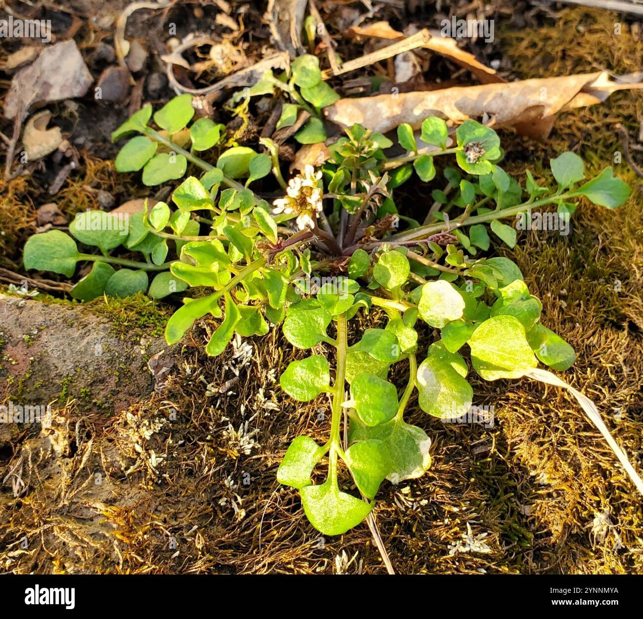 hairy bittercress (Cardamine hirsuta Stock Photo - Alamy