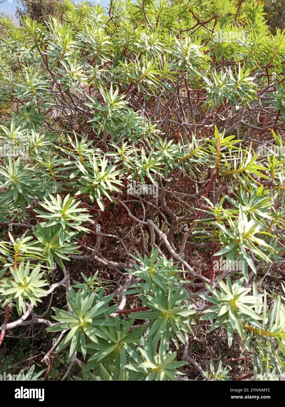 tree spurge (Euphorbia dendroides Stock Photo - Alamy