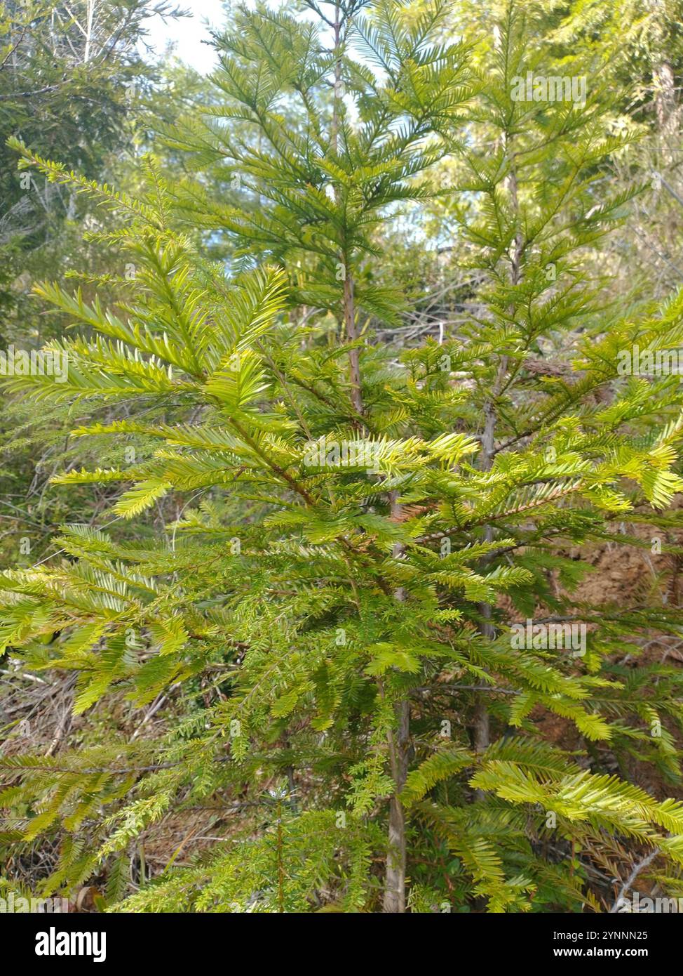 coast redwood (Sequoia sempervirens Stock Photo - Alamy