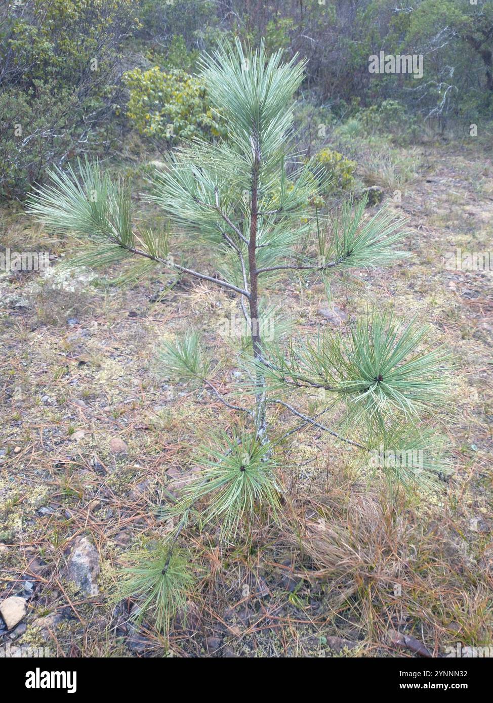 Jeffrey pine (Pinus jeffreyi Stock Photo - Alamy
