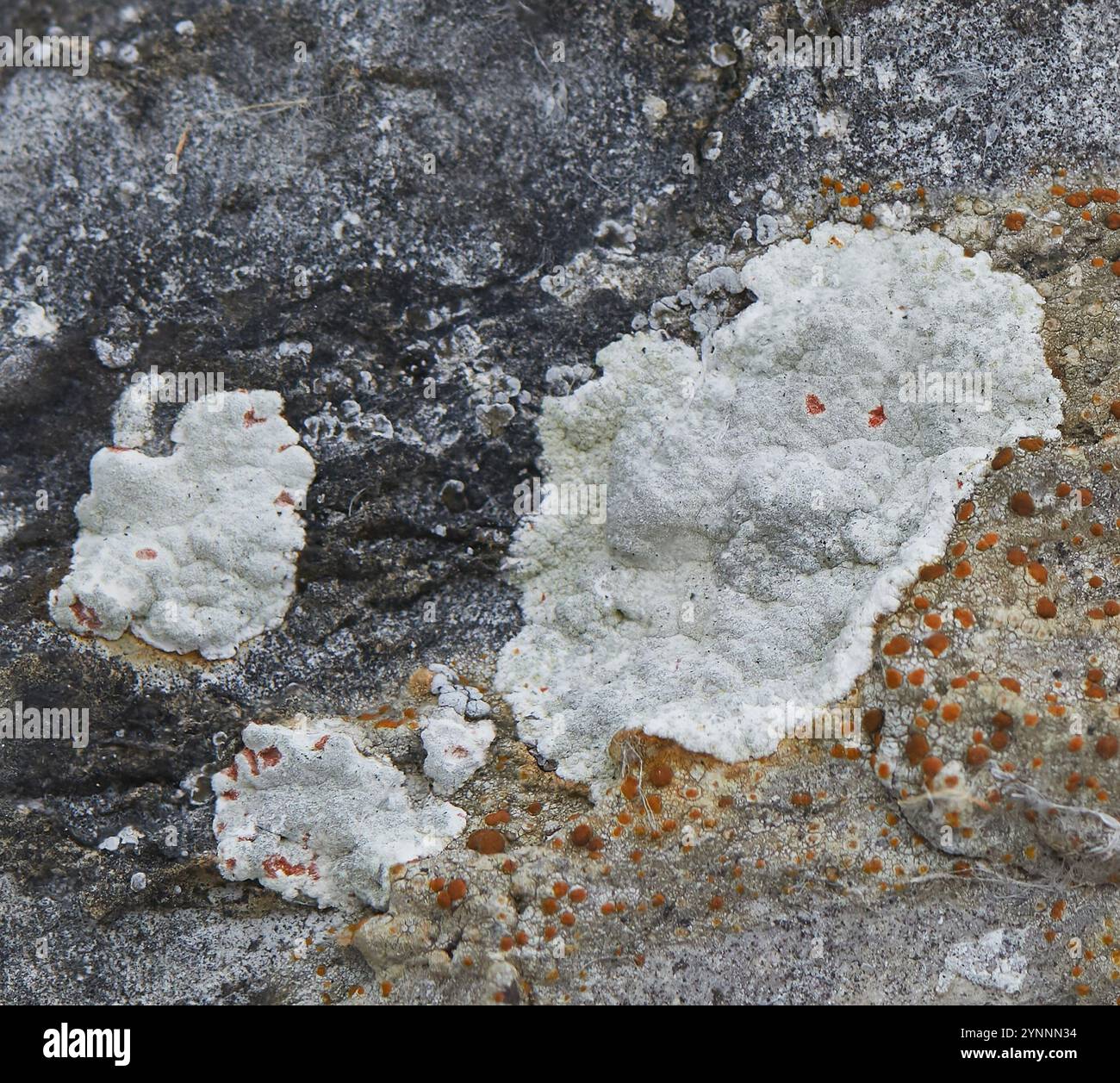 common lichens (Lecanoromycetes Stock Photo - Alamy