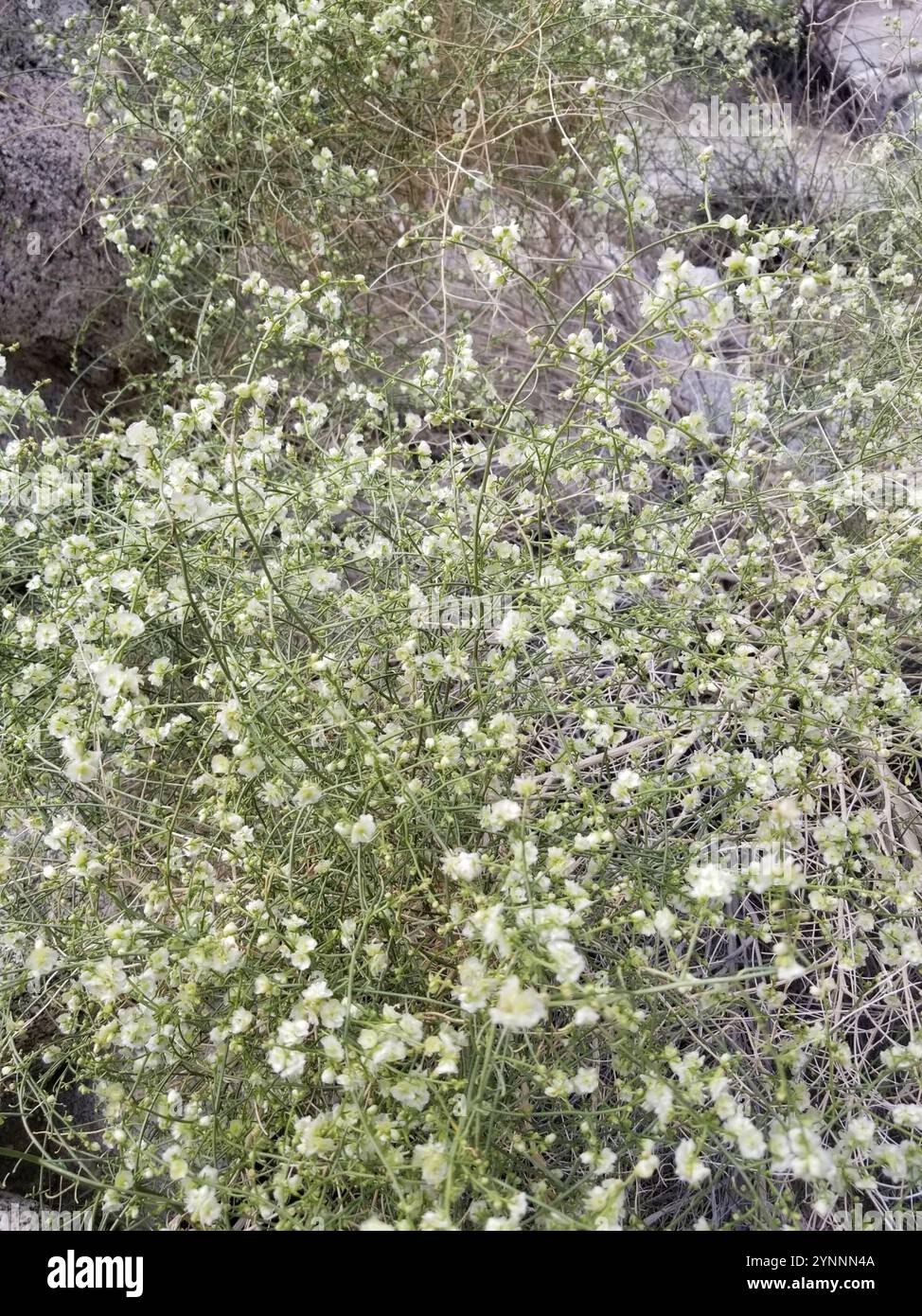 Cheesebush (Ambrosia salsola Stock Photo - Alamy