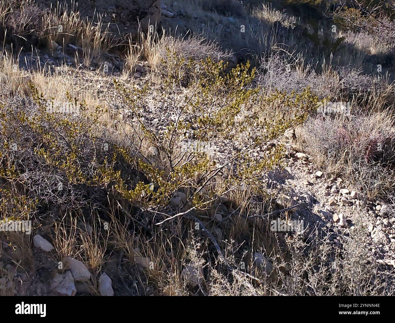 Creosote Bush (Larrea tridentata Stock Photo - Alamy