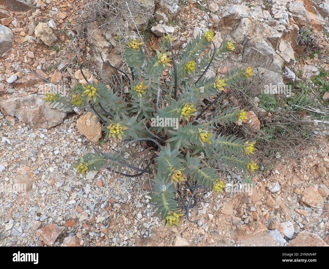 Euphorbia rigida gopher plant hi-res stock photography and images - Alamy
