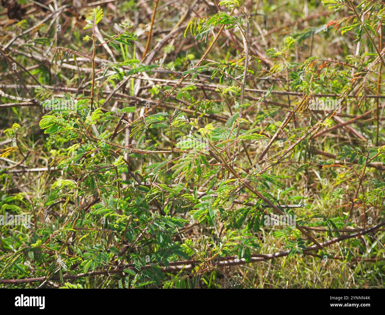 giant false sensitive plant (Mimosa diplotricha Stock Photo - Alamy