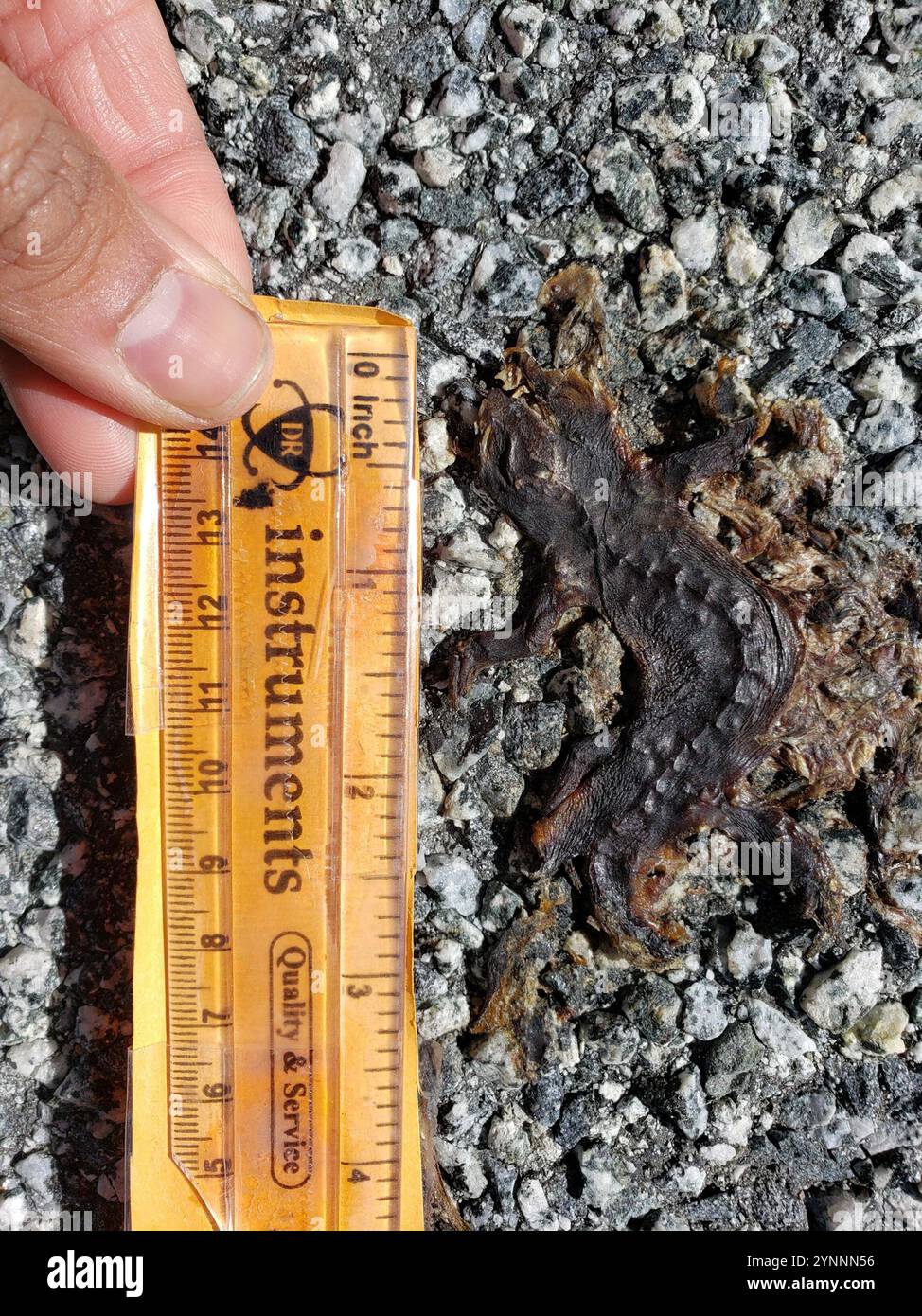 Pacific Newts (Taricha Stock Photo - Alamy