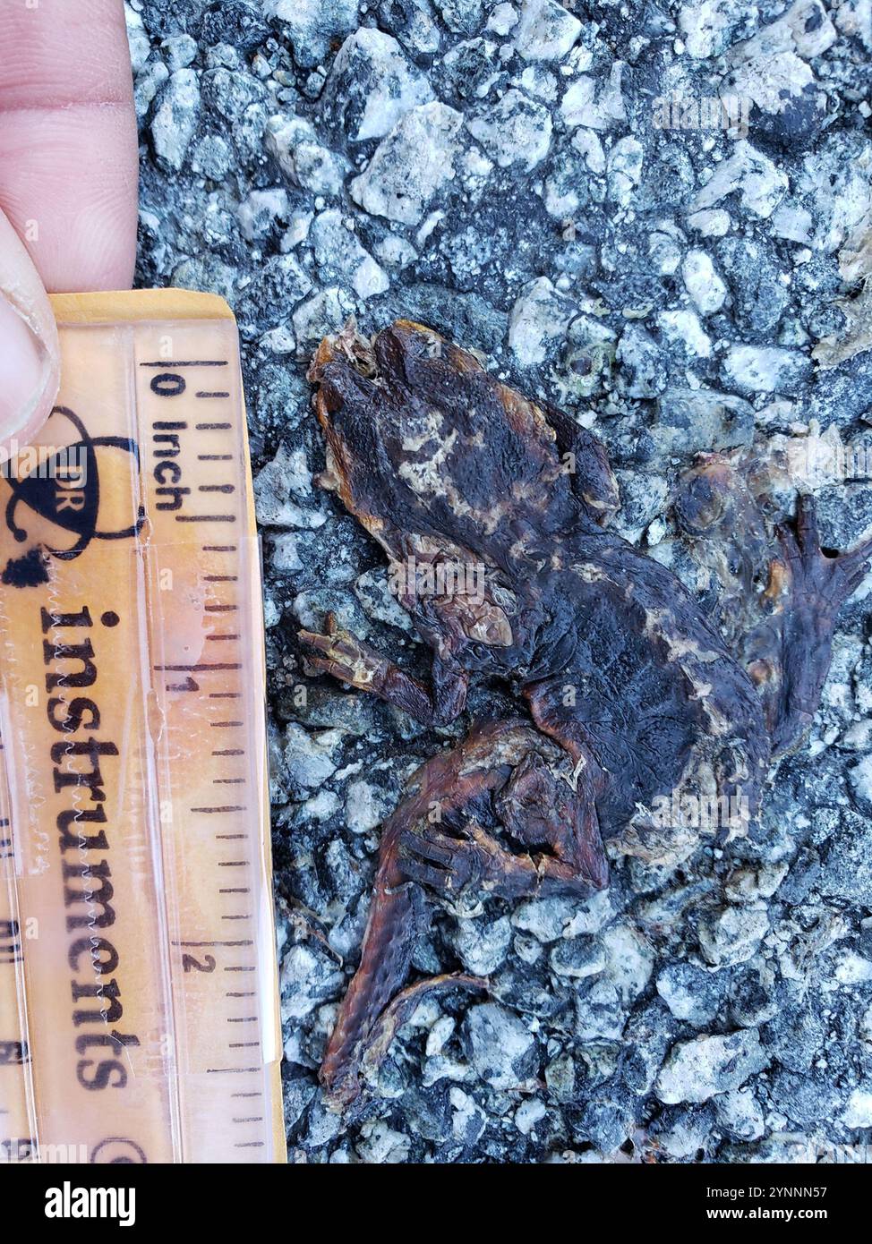 Pacific Newts (Taricha Stock Photo - Alamy