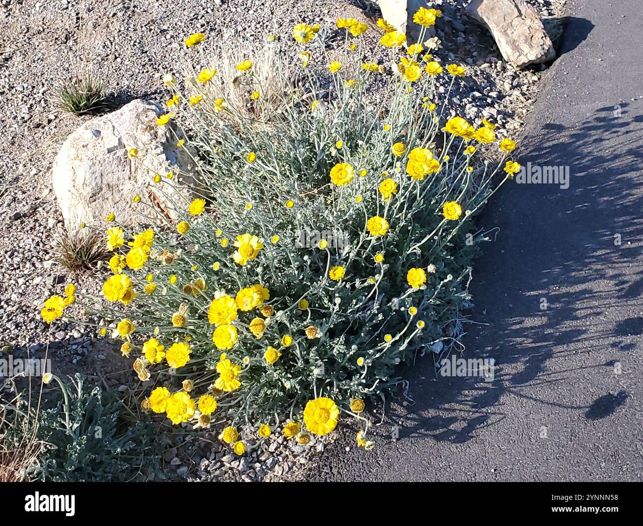 Desert Marigold (Baileya multiradiata Stock Photo - Alamy