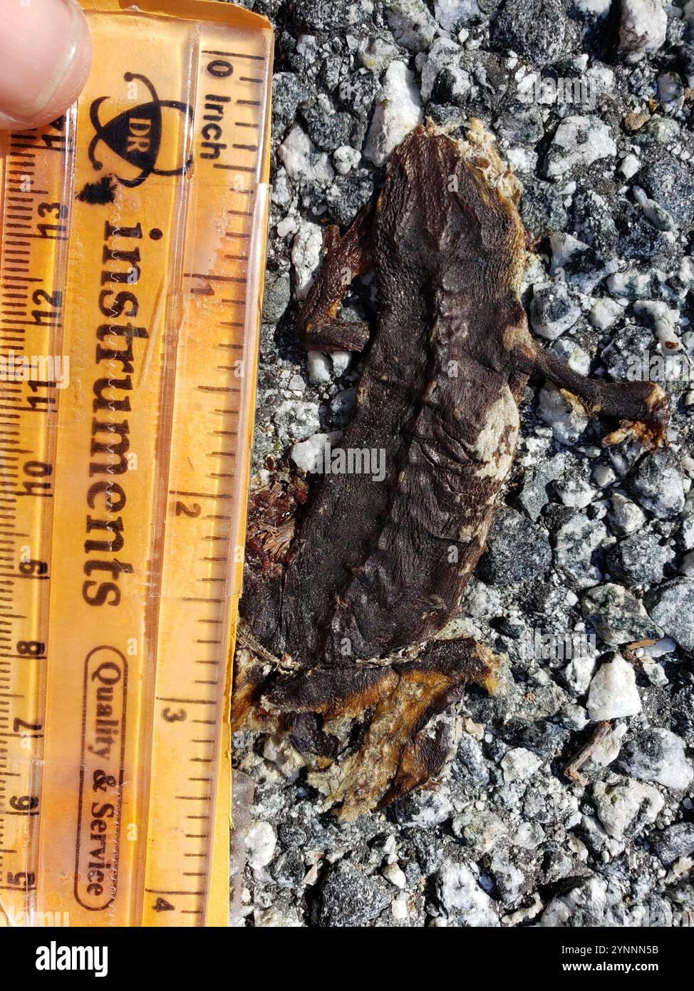 Pacific Newts (Taricha Stock Photo - Alamy