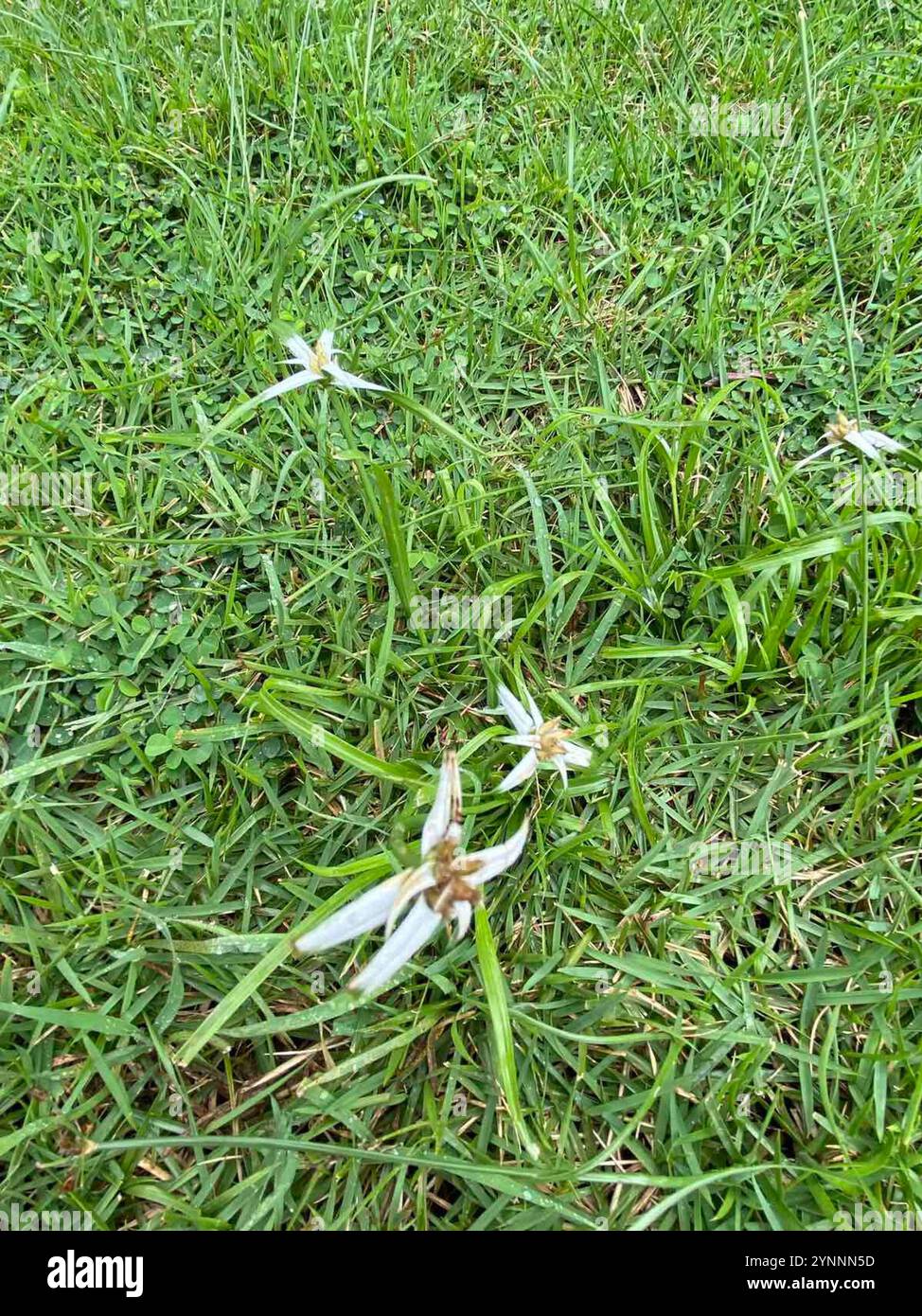 whitetop sedge (Rhynchospora colorata Stock Photo - Alamy
