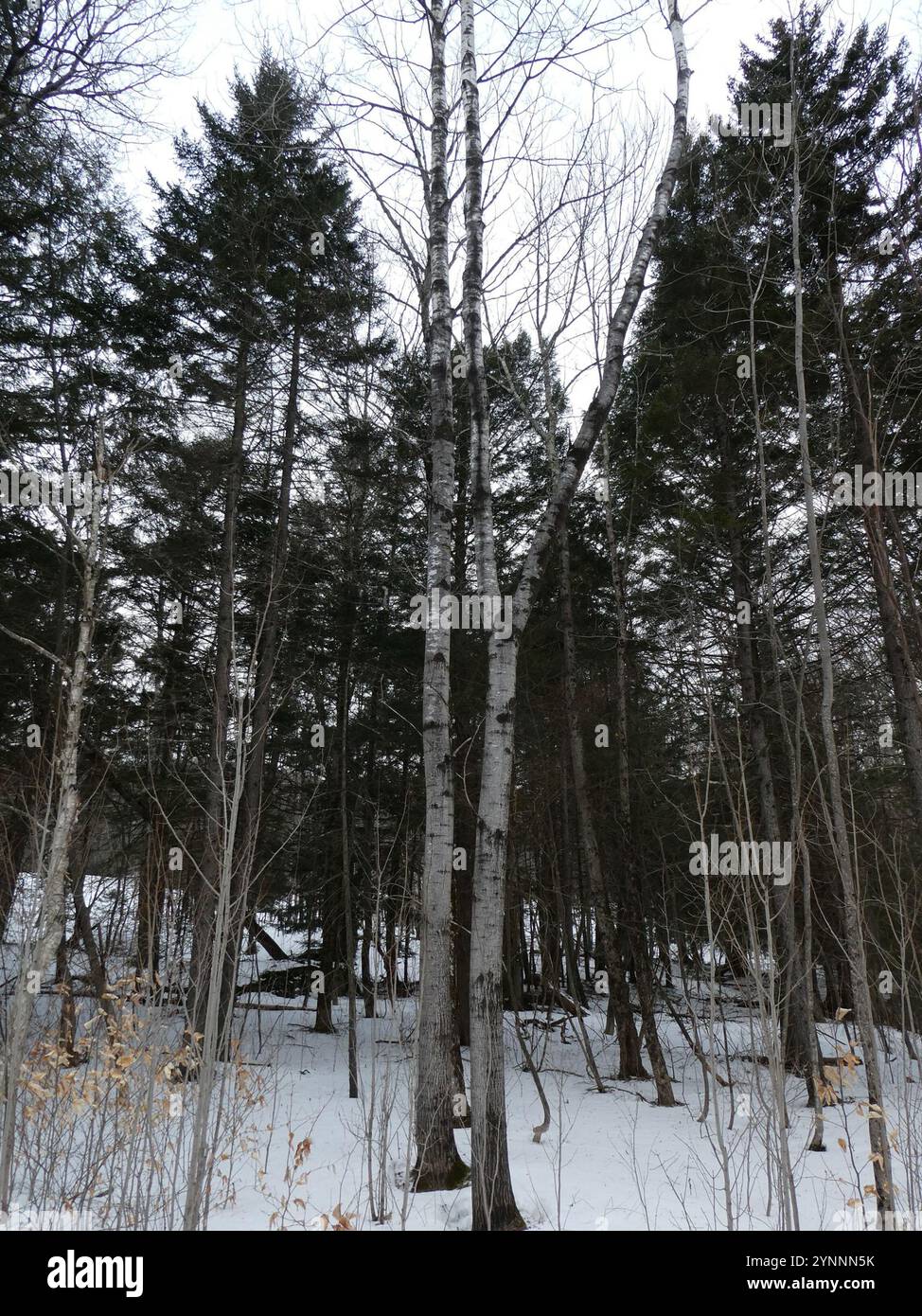 trembling aspen (Populus tremuloides Stock Photo - Alamy