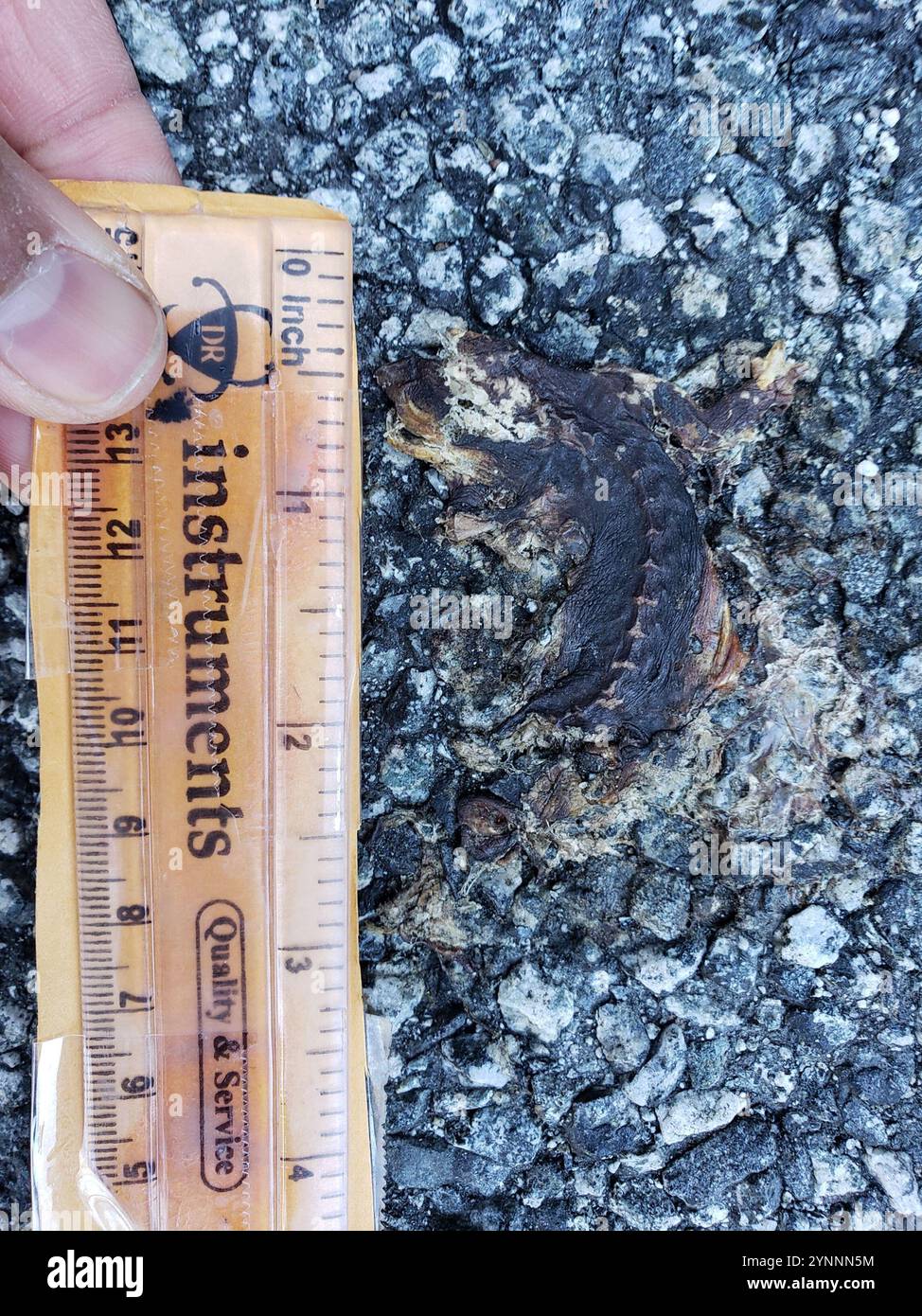 Pacific Newts (Taricha Stock Photo - Alamy