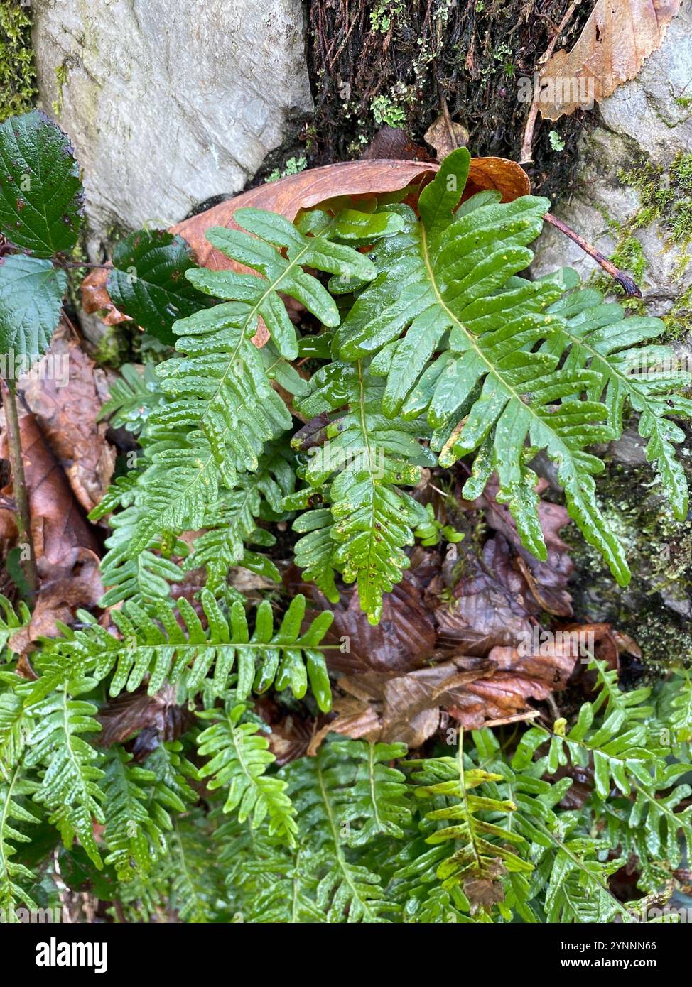 common polypody (Polypodium vulgare Stock Photo - Alamy
