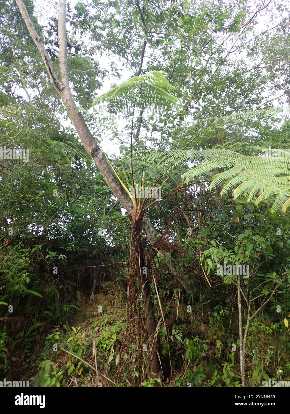 scaly tree ferns (Cyatheaceae Stock Photo - Alamy