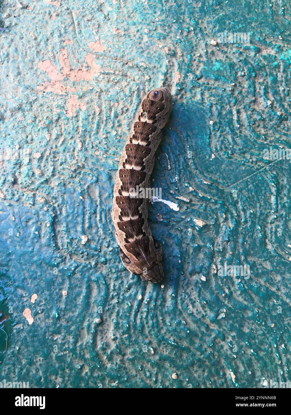 Gaudy Sphinx (Eumorpha labruscae Stock Photo - Alamy