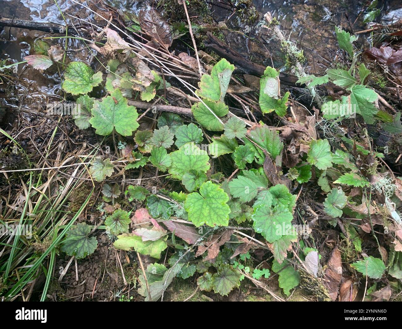 fringe cups (Tellima grandiflora Stock Photo - Alamy