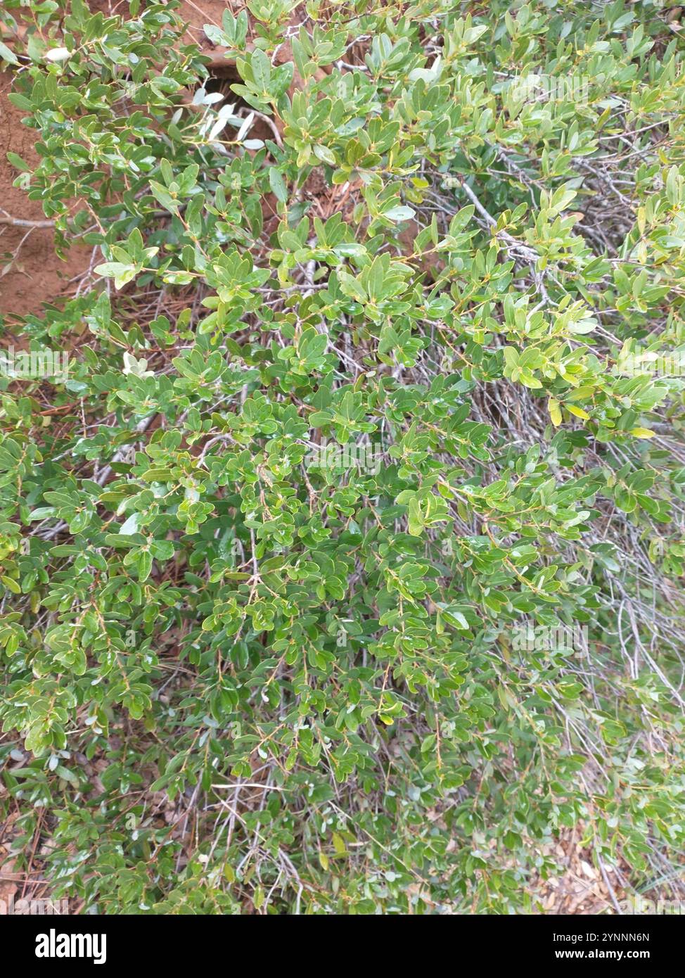 huckleberry oak (Quercus vacciniifolia Stock Photo - Alamy