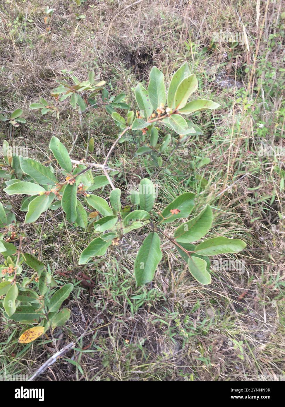 myrtle family (Myrtaceae Stock Photo - Alamy