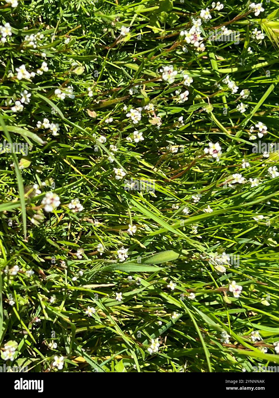 Shining Pepperweed (Lepidium nitidum Stock Photo - Alamy