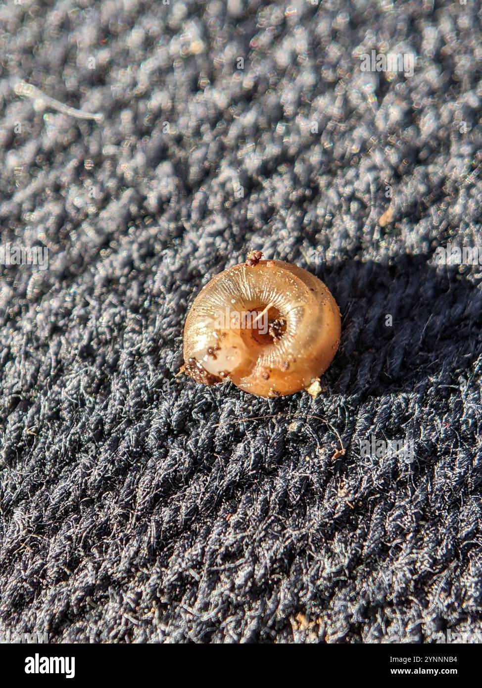 Rounded Snail (Gonyodiscus rotundatus Stock Photo - Alamy