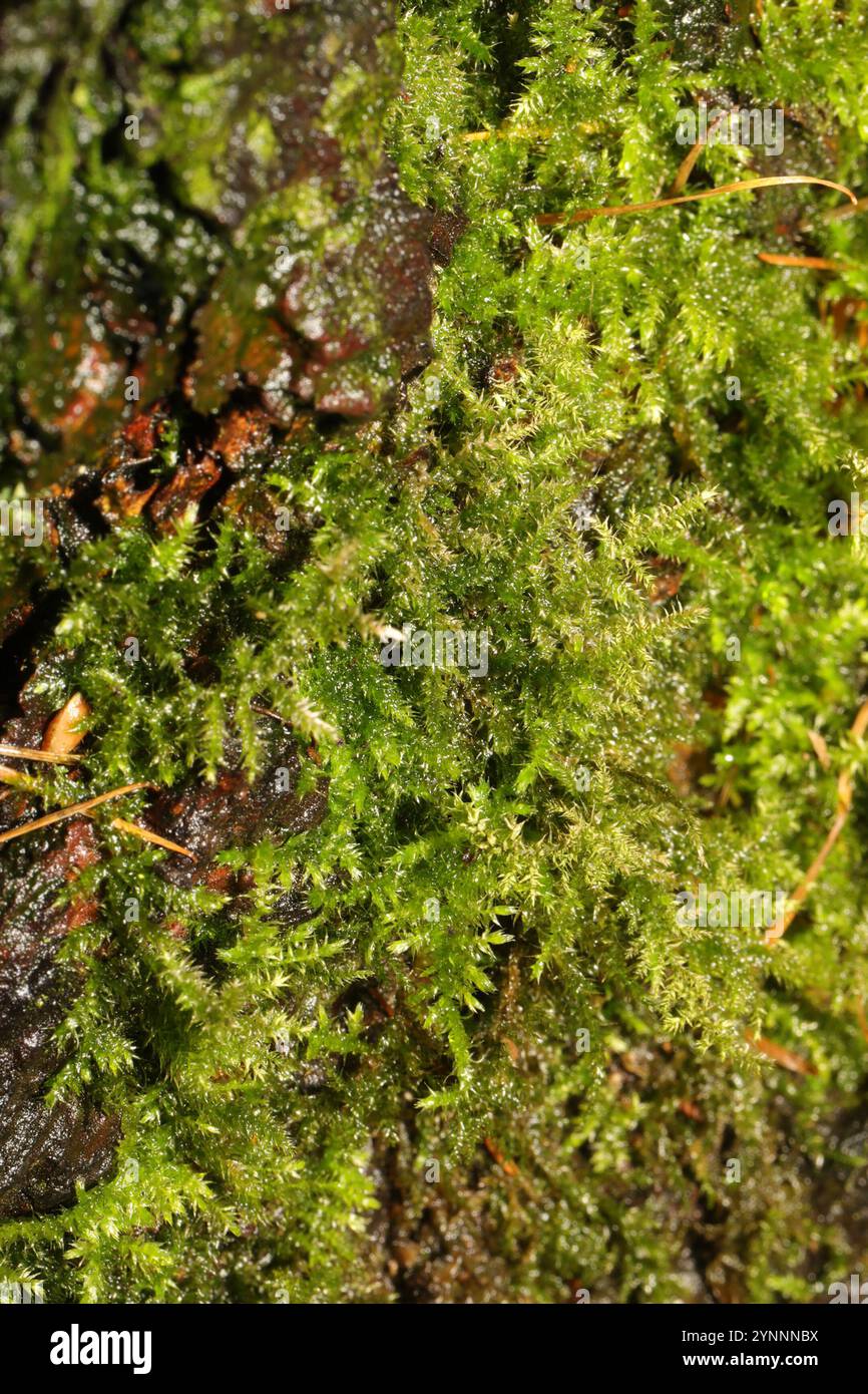 Common Feather-moss (Kindbergia praelonga Stock Photo - Alamy
