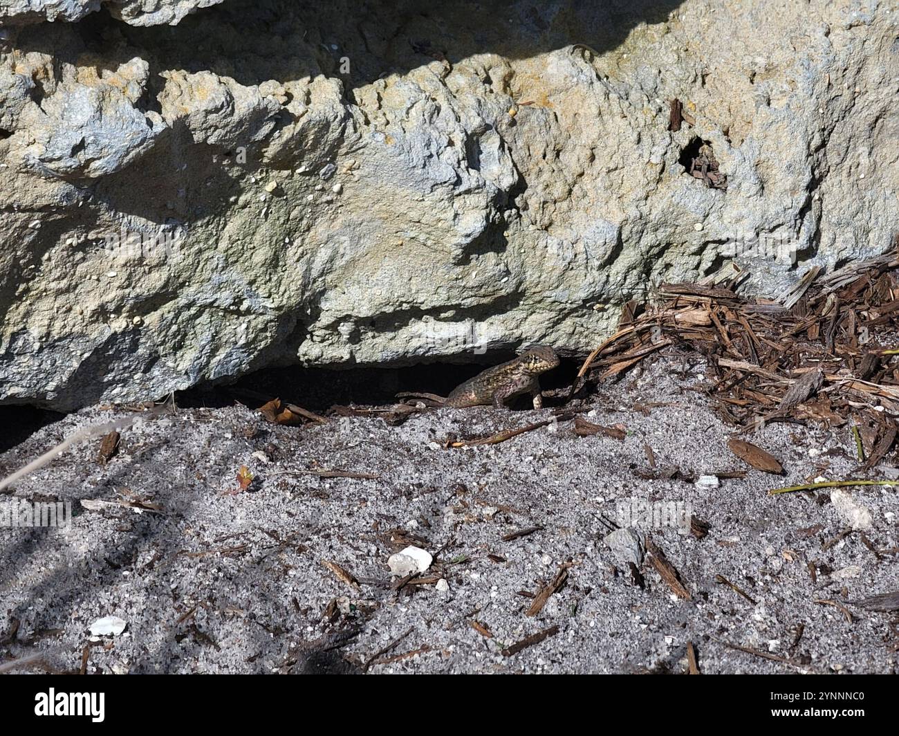 Northern Curly-tailed Lizard (Leiocephalus carinatus Stock Photo - Alamy