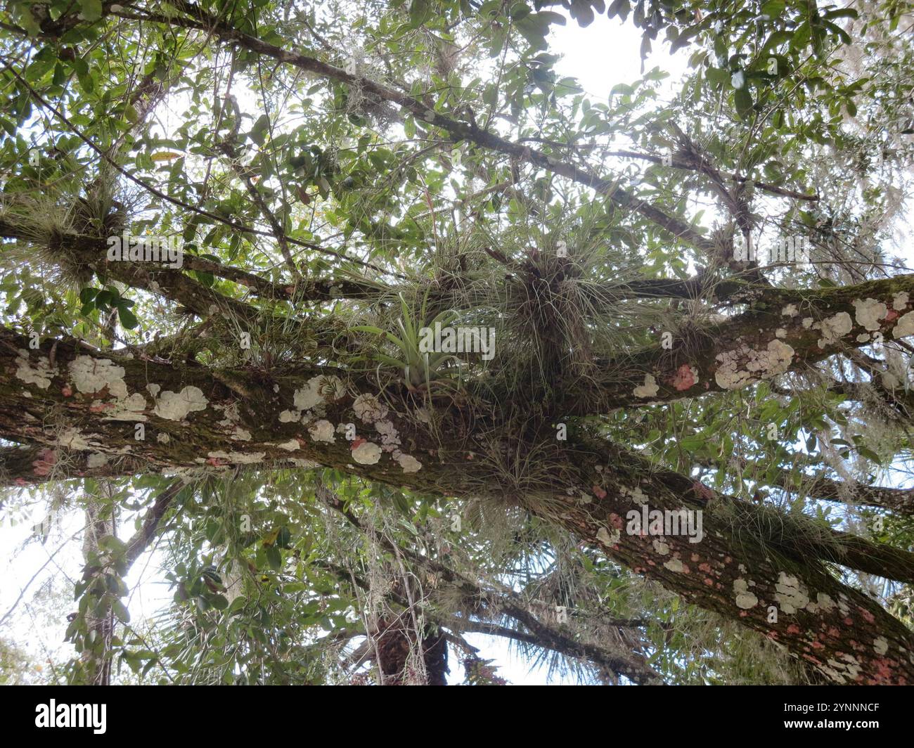 resurrection fern (Pleopeltis michauxiana Stock Photo - Alamy